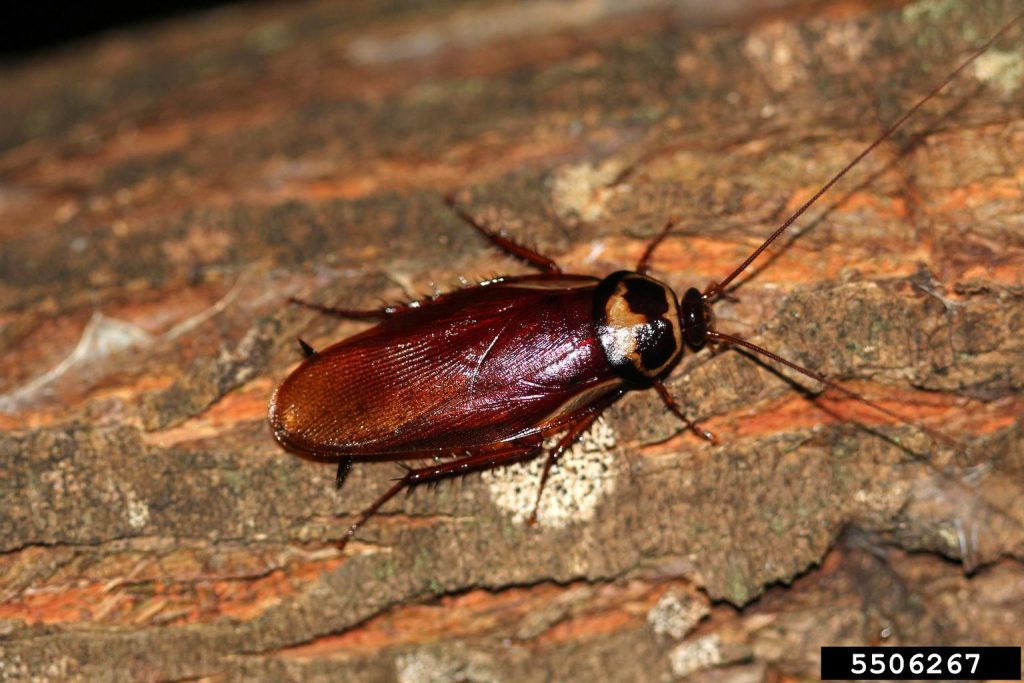Are Cockroaches Nocturnal or Diurnal?